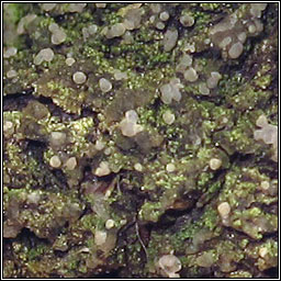 Lichen - Micarea